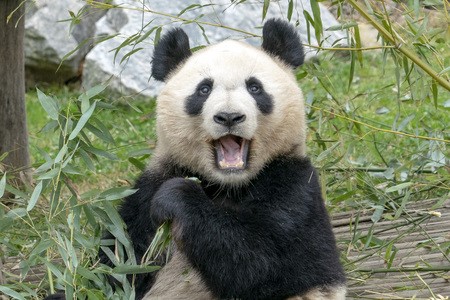 Le réveil du Panda | Dauphine Asset Management